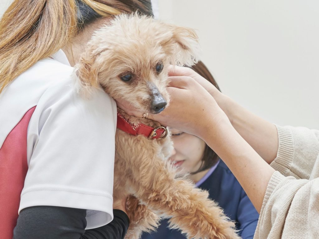 犬・猫 | おざわ動物病院