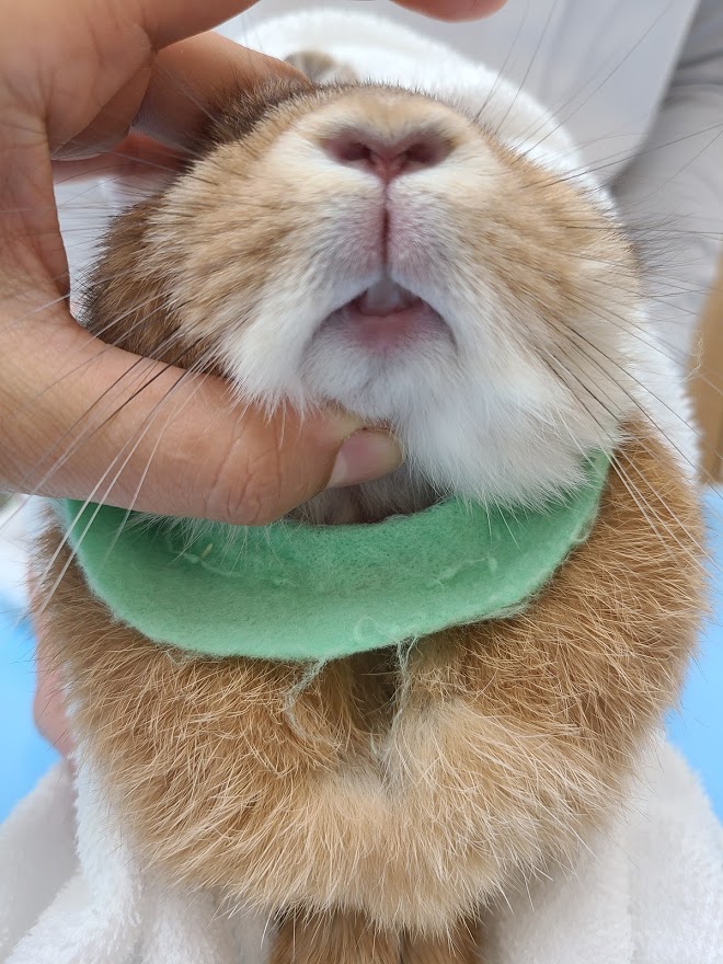 むぎちゃん | おざわ動物病院