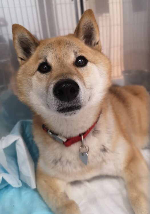 前十字靭帯断裂 | おざわ動物病院