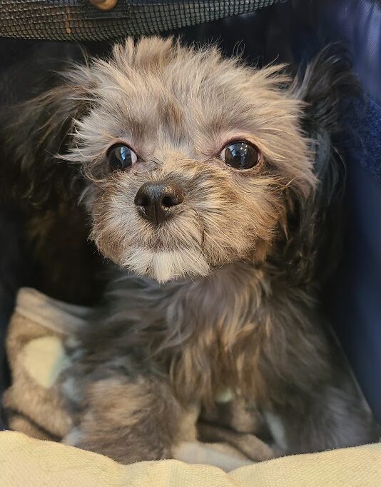 茶目子ちゃん | おざわ動物病院