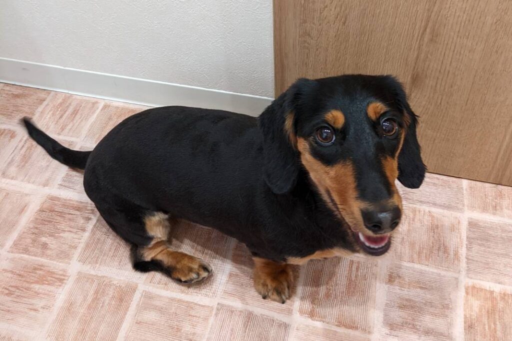 ルウちゃん | おざわ動物病院