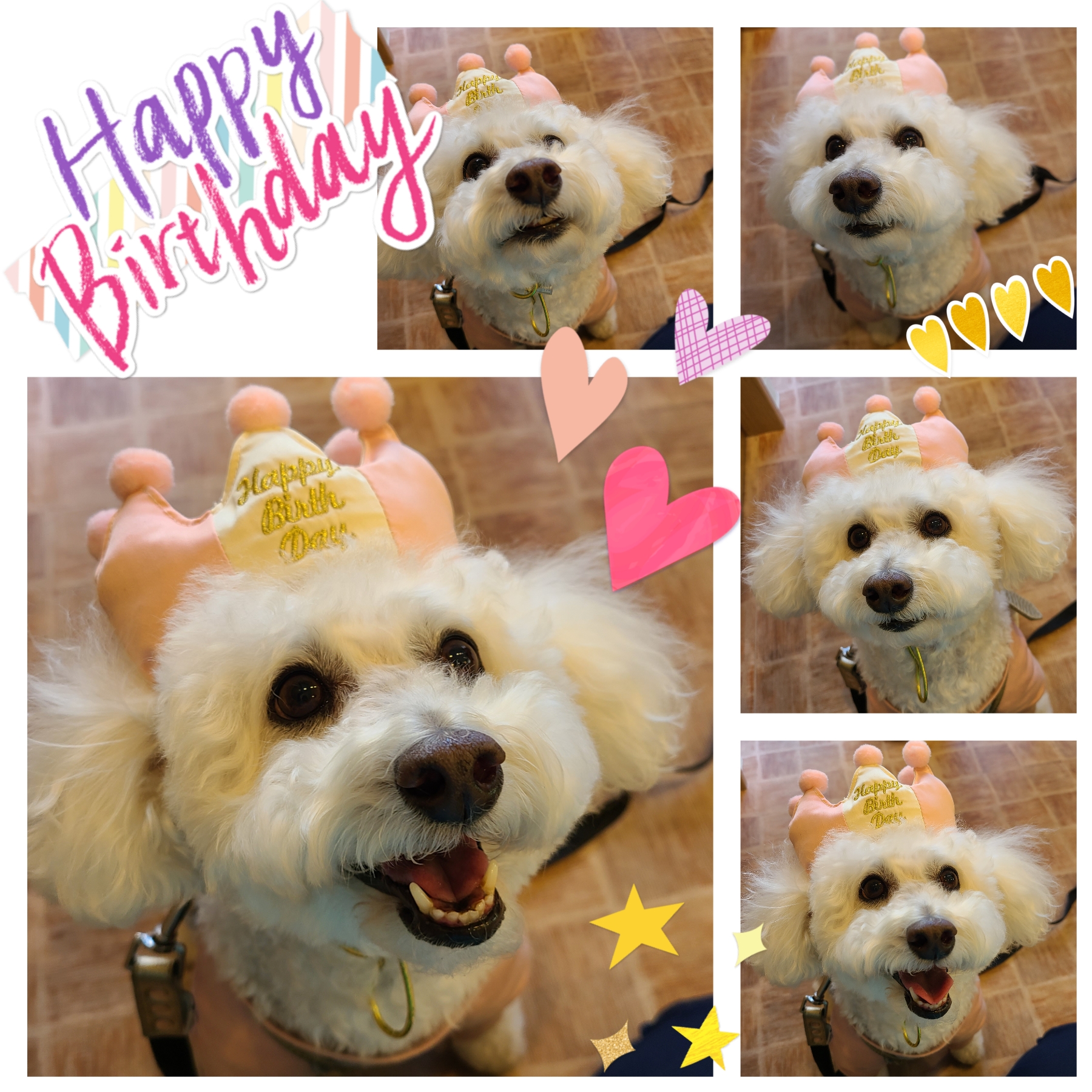 👑ゆめちゃん👸 | おざわ動物病院