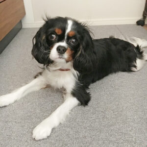 スタッフ | おざわ動物病院