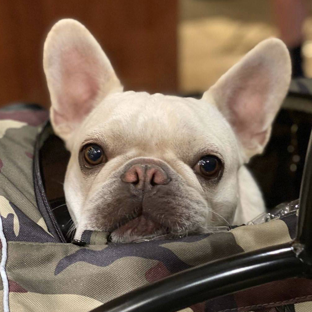 スタッフ | おざわ動物病院