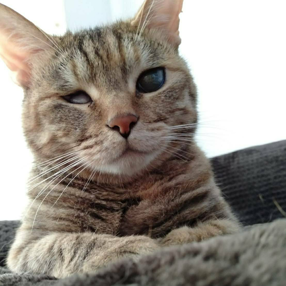 スタッフ | おざわ動物病院