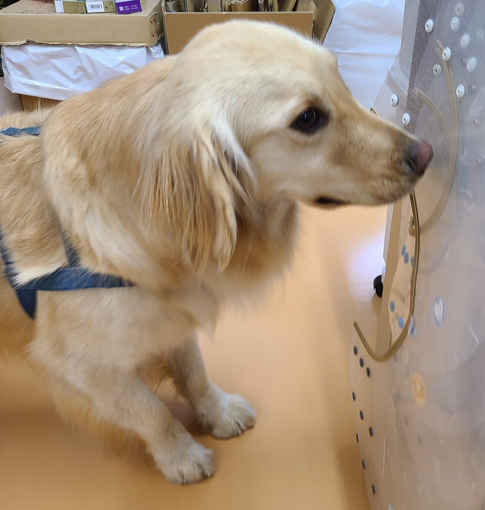 米豆くん🐕 | おざわ動物病院