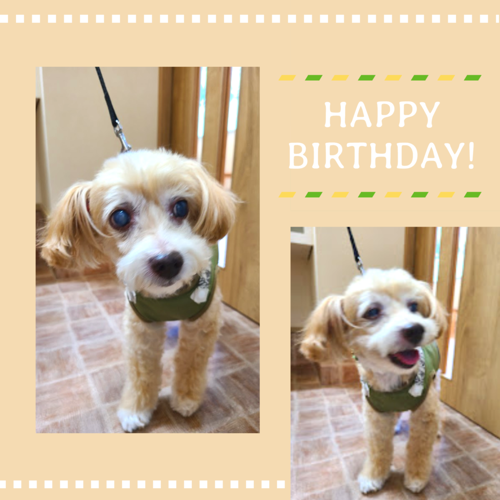 空ちゃん🌈 | おざわ動物病院