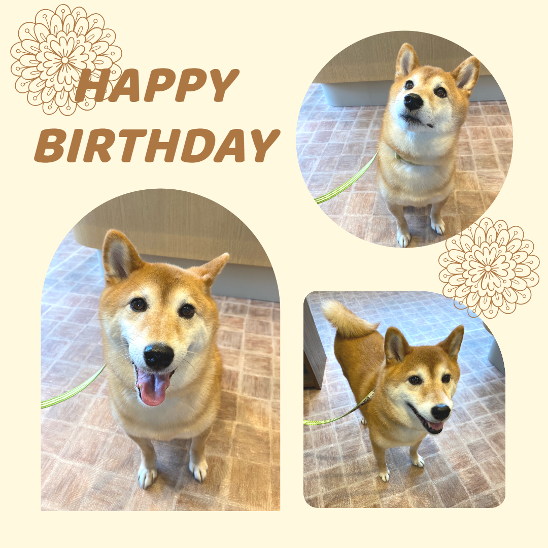 ゆめちゃん | おざわ動物病院