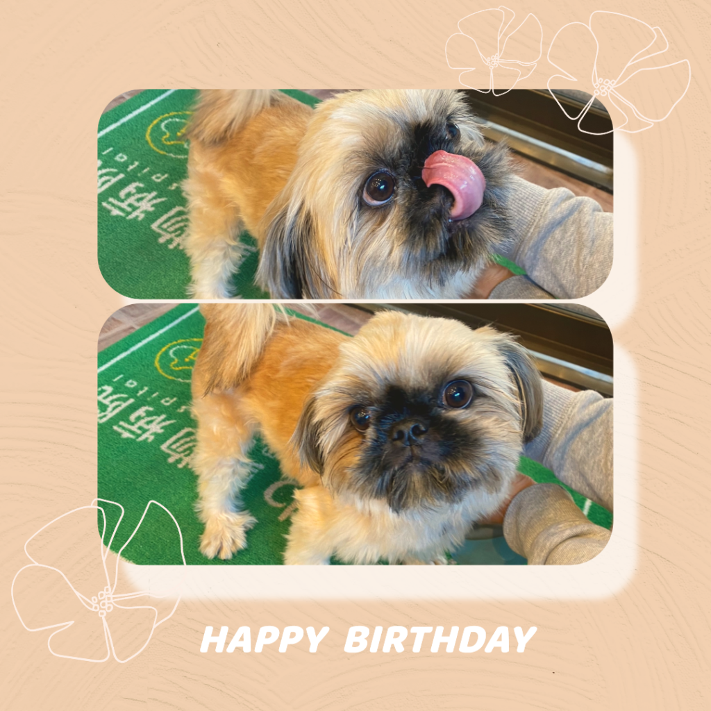 🌼蘭ちゃん🌼 | おざわ動物病院