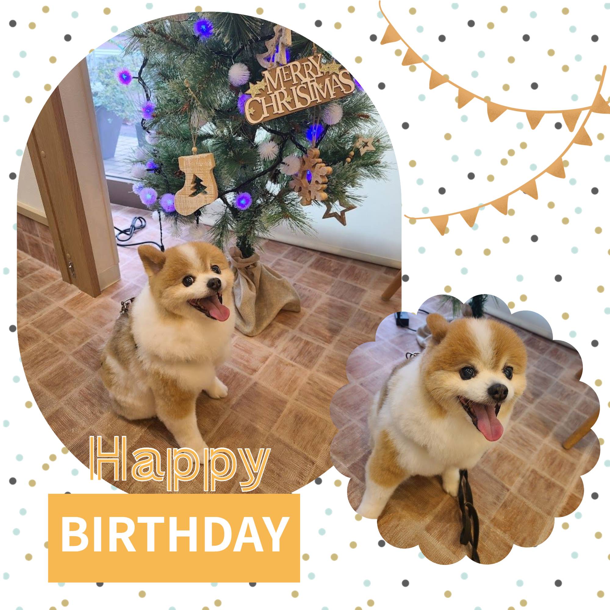 🎄モコちゃん🎄 | おざわ動物病院