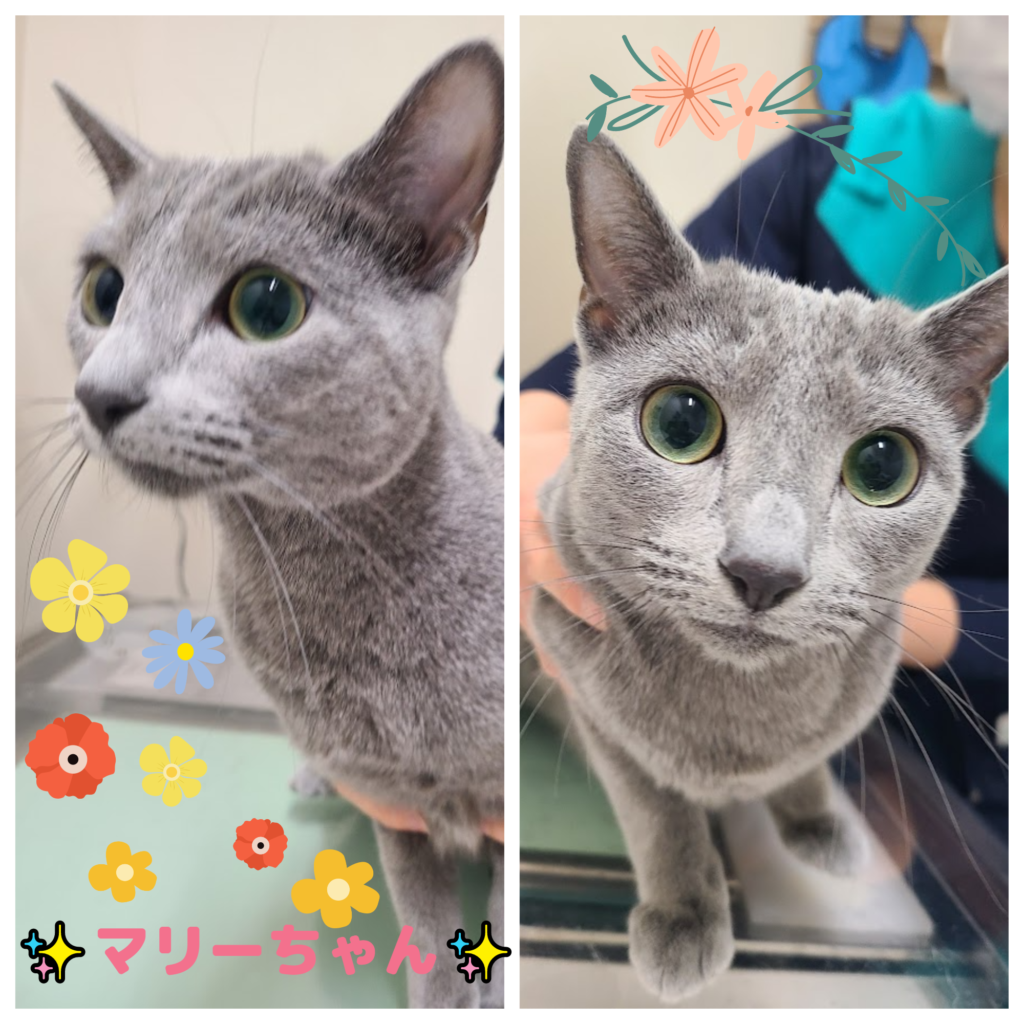 🎀マリーちゃん💝 | おざわ動物病院
