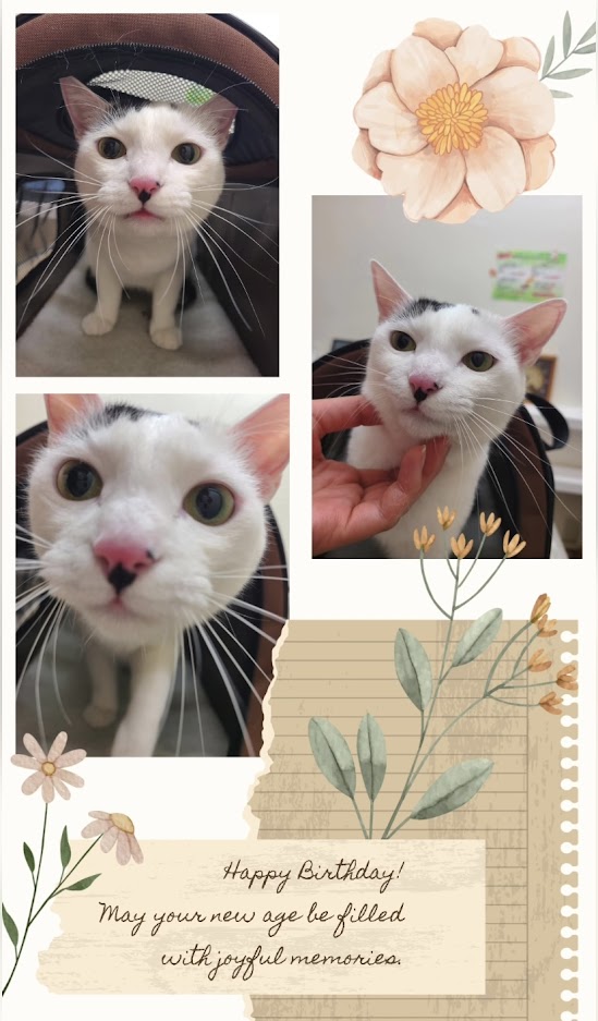 🌼しずくちゃん🌼 | おざわ動物病院