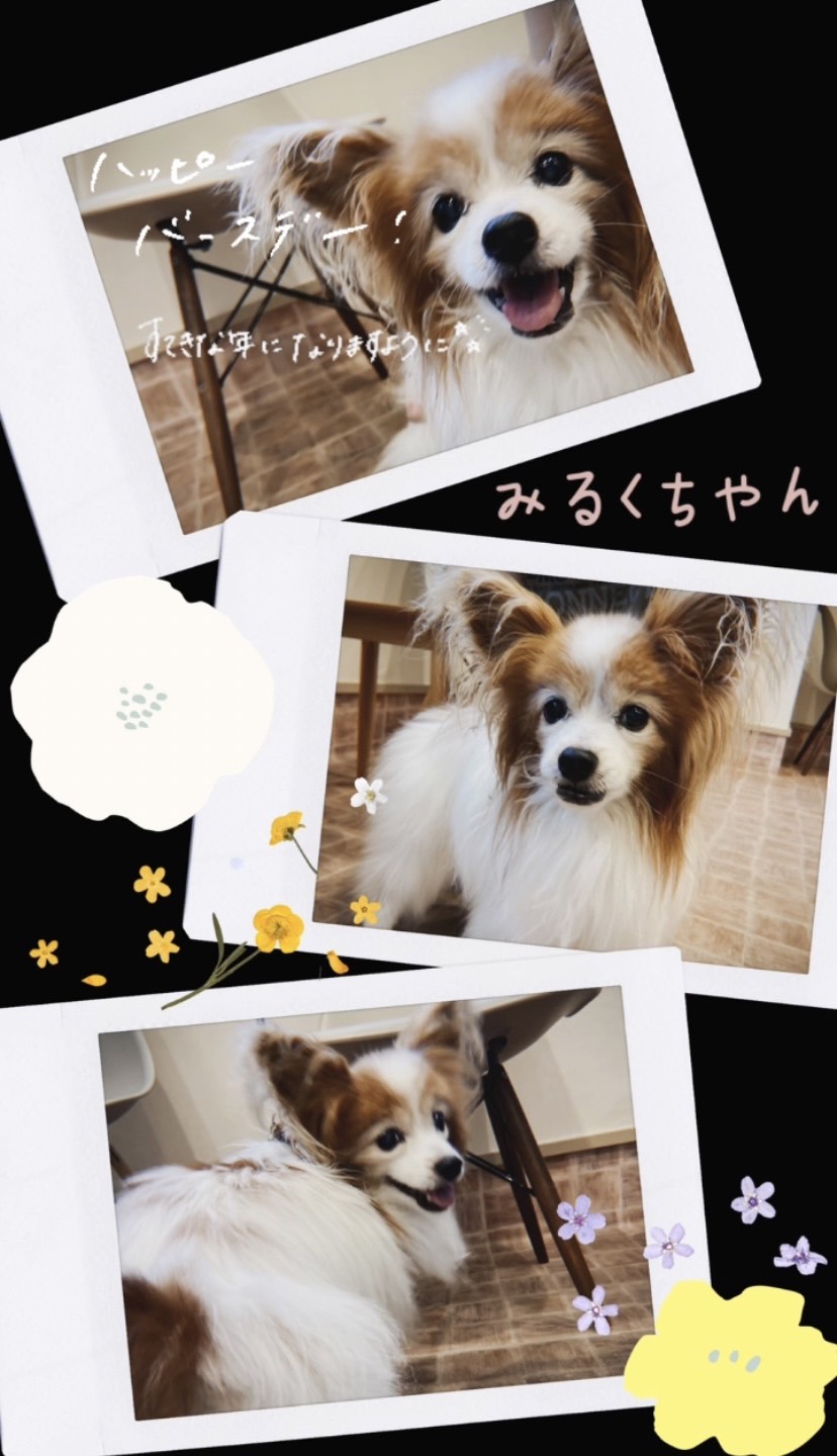 みるくちゃんおめでとうございます🎂 | おざわ動物病院