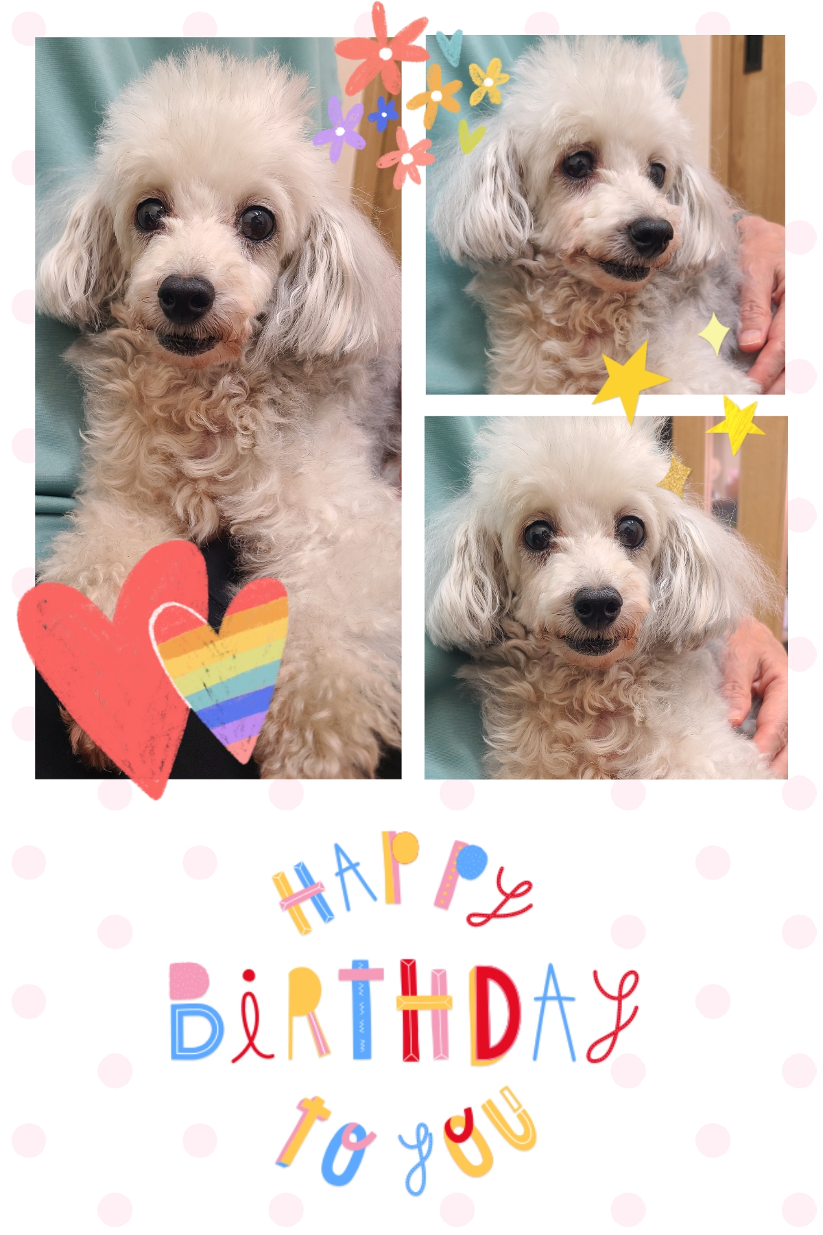 🎀ゆうみちゃん🎀 | おざわ動物病院