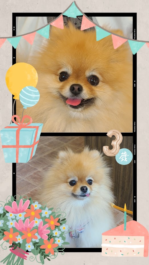 🍰ぽんちゃん🍰 | おざわ動物病院