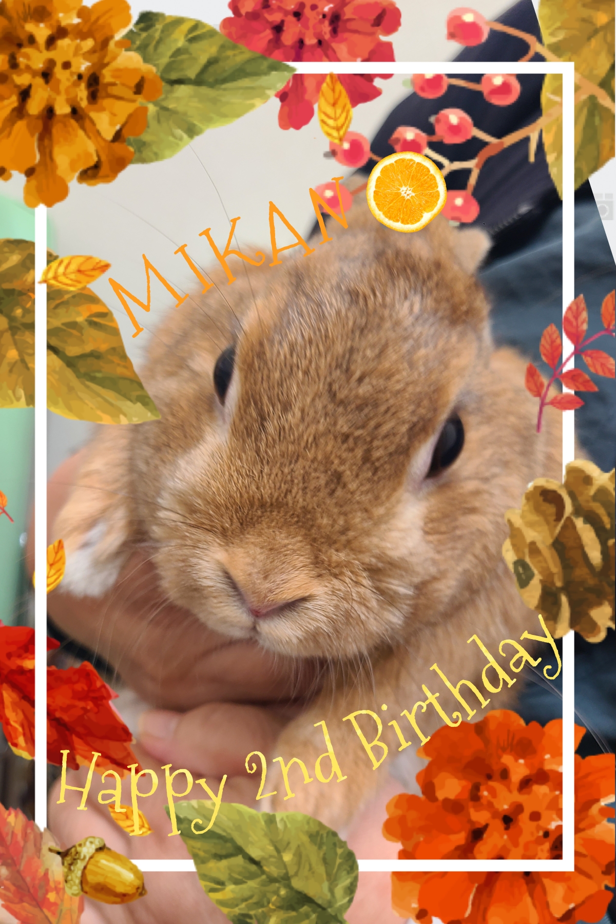 🐰みかんくん🍊 | おざわ動物病院