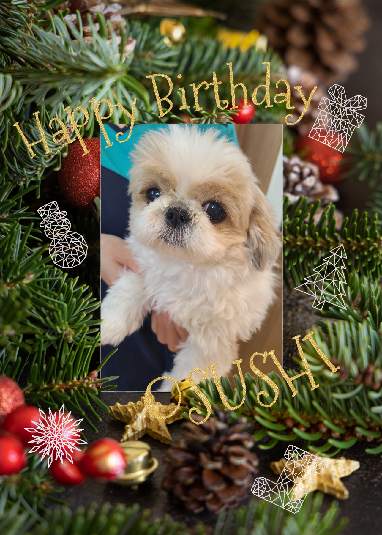 🎁おすしちゃん🎄 | おざわ動物病院