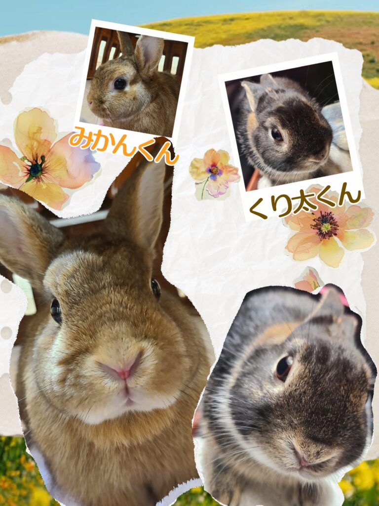 みかんくん🎉くり太くん | おざわ動物病院